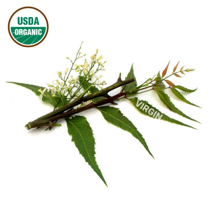 Buy Bulk - Neem Oil - Virgin Organic | Jedwards International