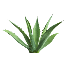 Agave Nectar Raw - Organic - Gallon (5.5 kg)