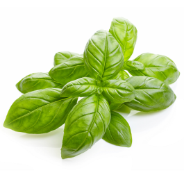 Buy Bulk - Basil Oil | Jedwards International
