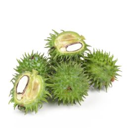 Buy Bulk - Castor Oil - USP | Jedwards International