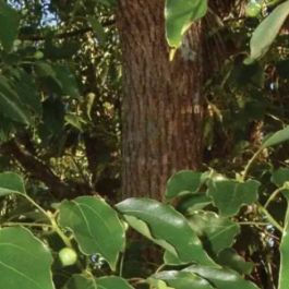 Buy Bulk - HO Wood Oil | Jedwards International