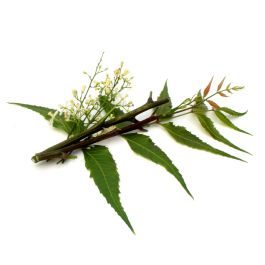 Buy Bulk - Neem Oil - Virgin - Gallon (3.5 kg) | Jedwards International